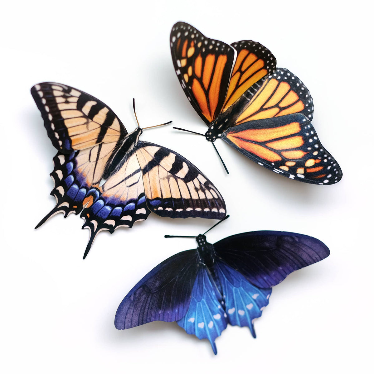 "East Coast" 3 Piece Butterfly set – Chicory Naturalist