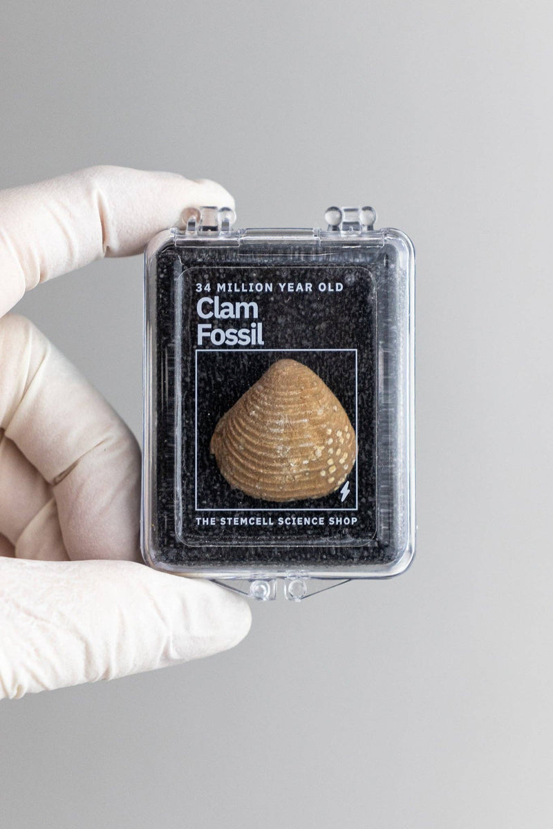 Clam Fossil – Chicory Naturalist