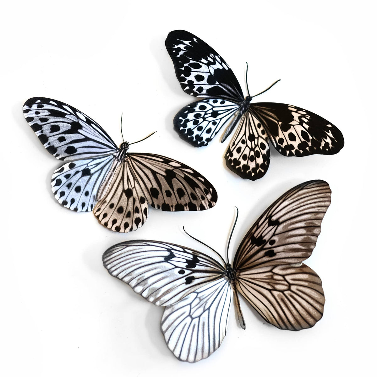 'Marble' Butterfly 3 piece Set – Chicory Naturalist