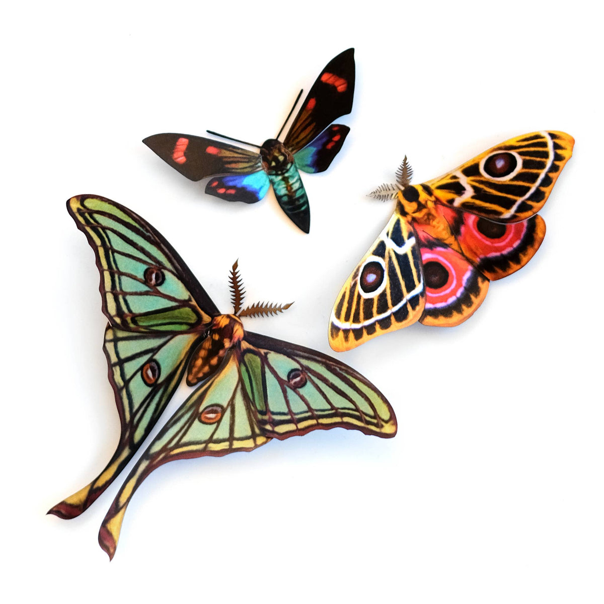 'Jade' Spanish Moon Moth Set – Chicory Naturalist